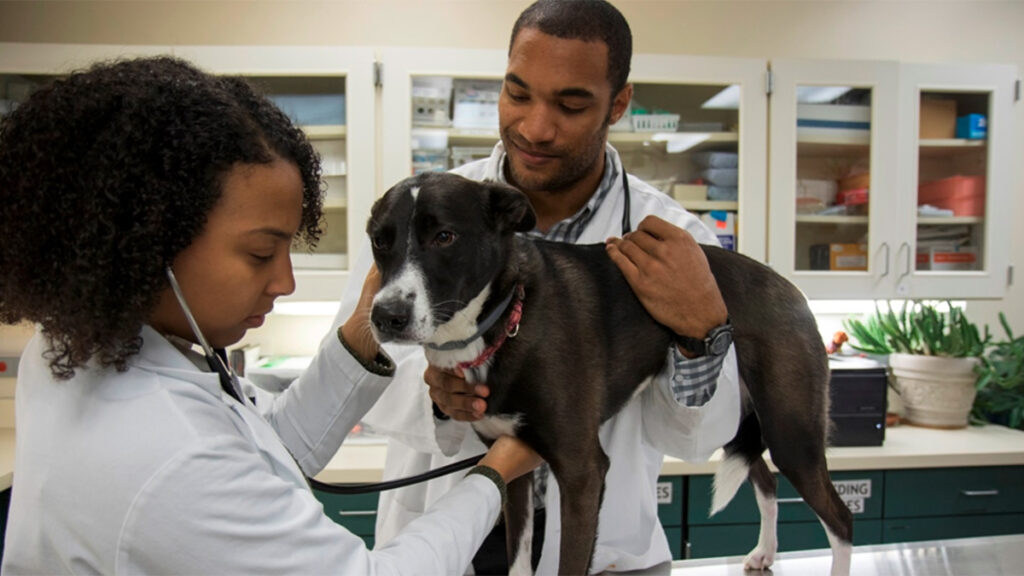 AAVMC | American Association of Veterinary Medical Colleges